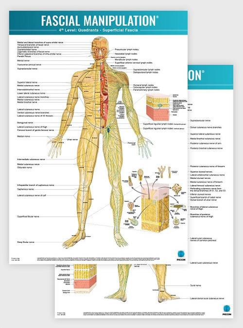 Fascial manipulation. 4th level poster: quadrants-superficial fascia ...